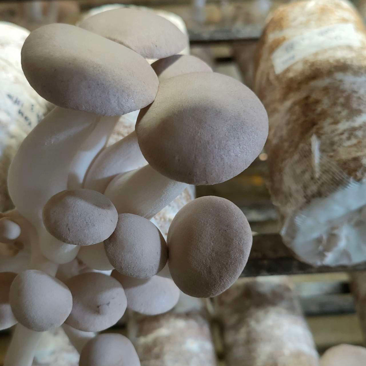 103 King Oyster Growing Bag – Kenon Mushrooms