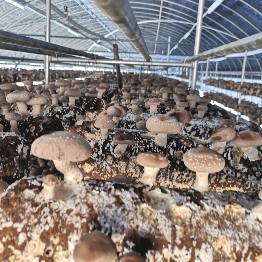 Shiitake Growing Logs – Kenon Mushrooms
